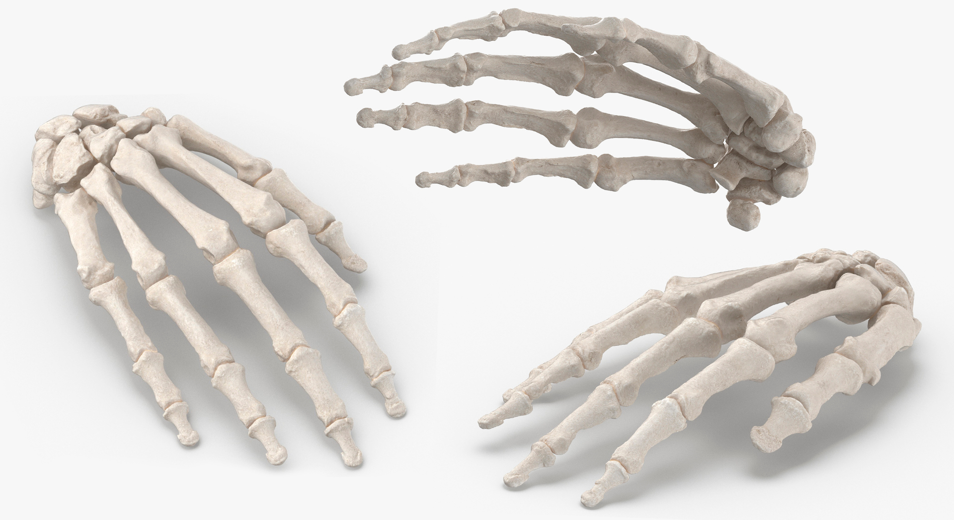 Human Hand And Foot Bones Collection White And Yellow 4 Models 3D human-hand-and-foot-bones-collection-white-and-yellow-4-models-3d