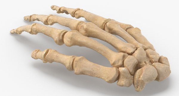 Human Hand and Foot Bones Collection White and Yellow - 4 models 3D ...