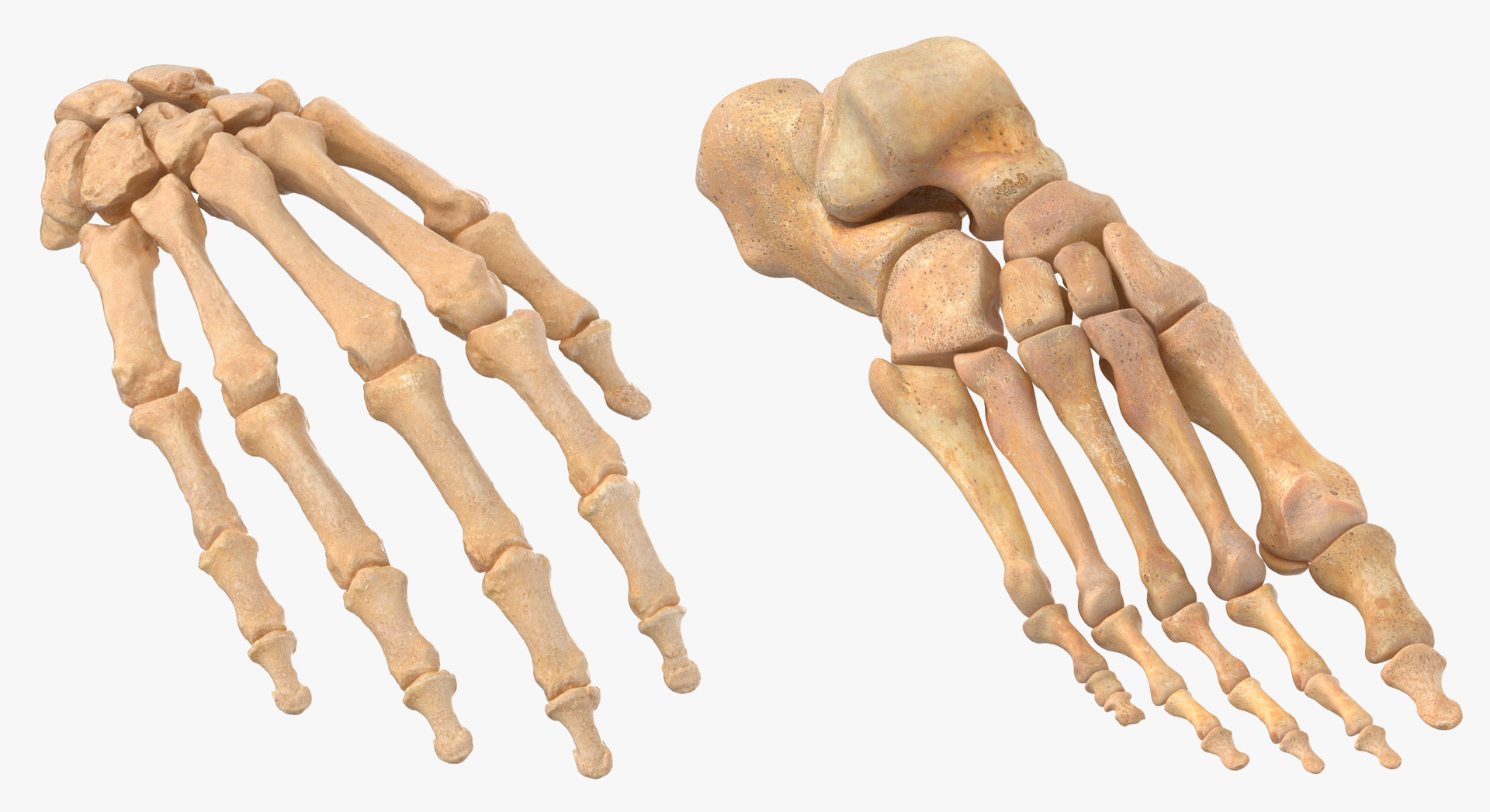 Human Hand and Foot Bones Collection Weiß und Gelb - 4 Modelle 3D ...