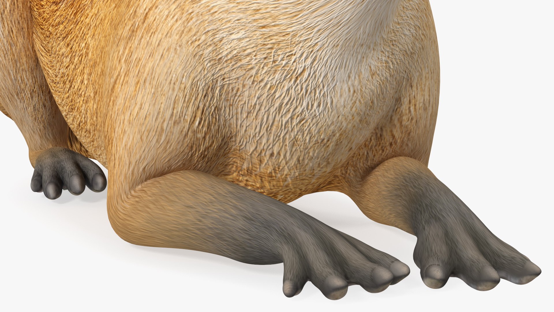 Capybara Lying Pose model - TurboSquid 1943515