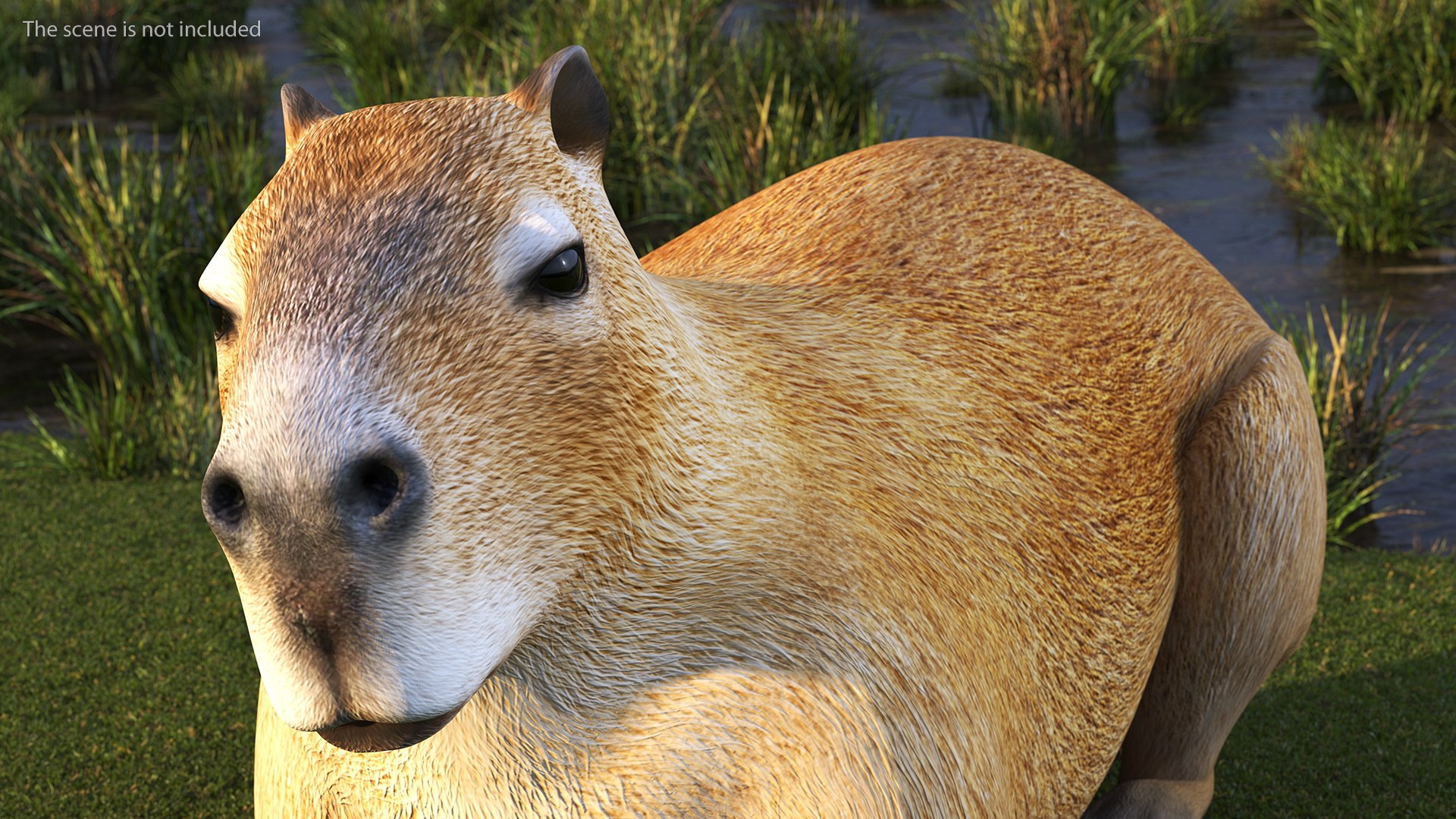 Capybara Lying Pose Model - TurboSquid 1943515