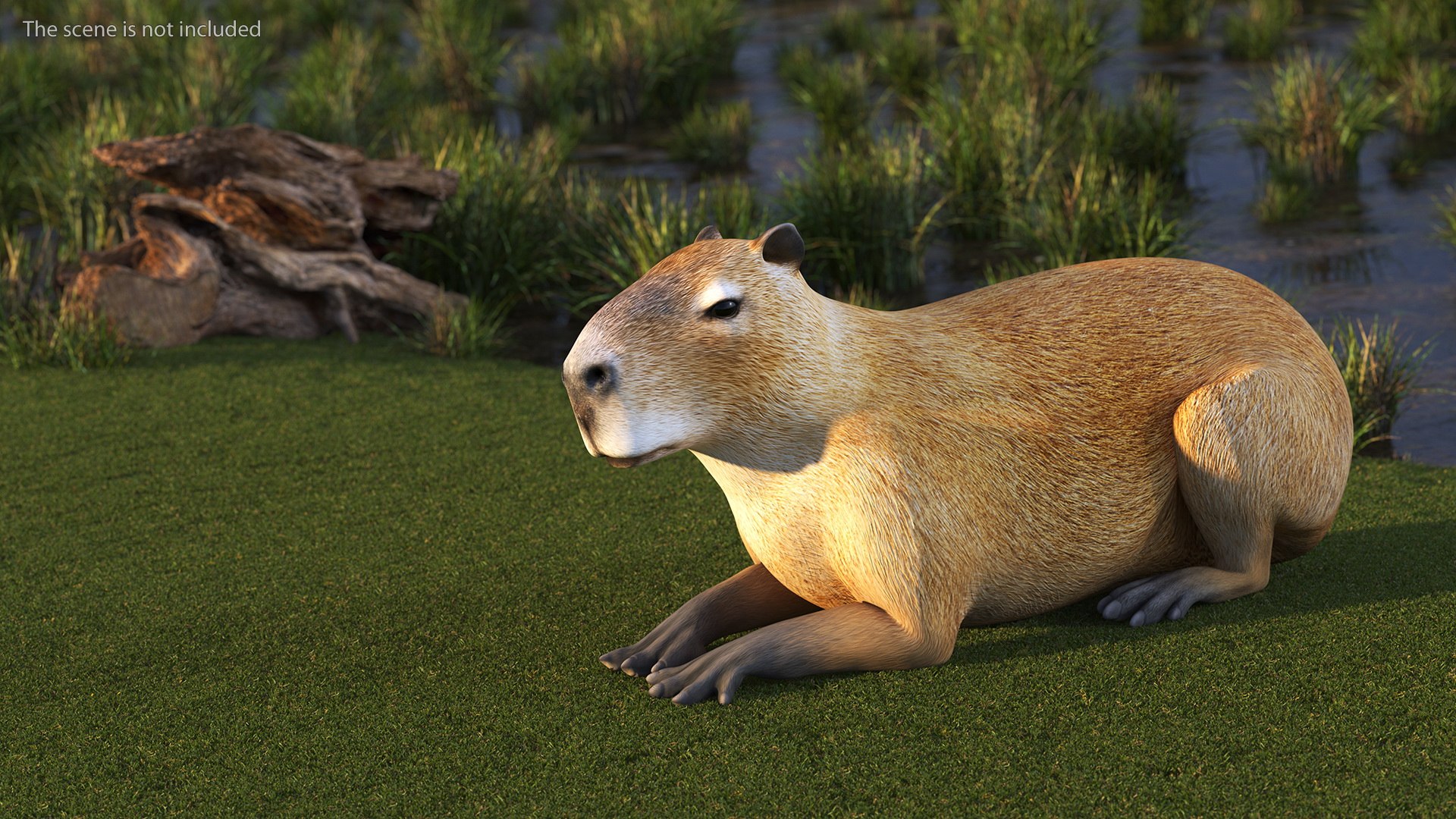 Capybara Lying Pose Model - TurboSquid 1943515