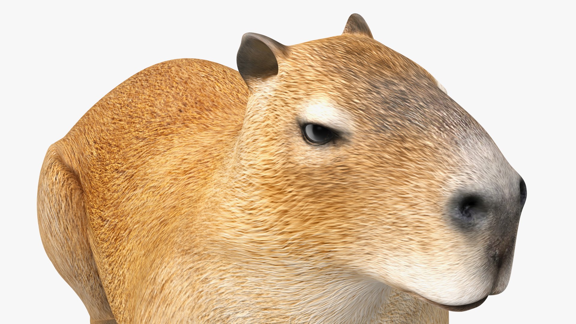 Capybara Lying Pose Model - TurboSquid 1943515