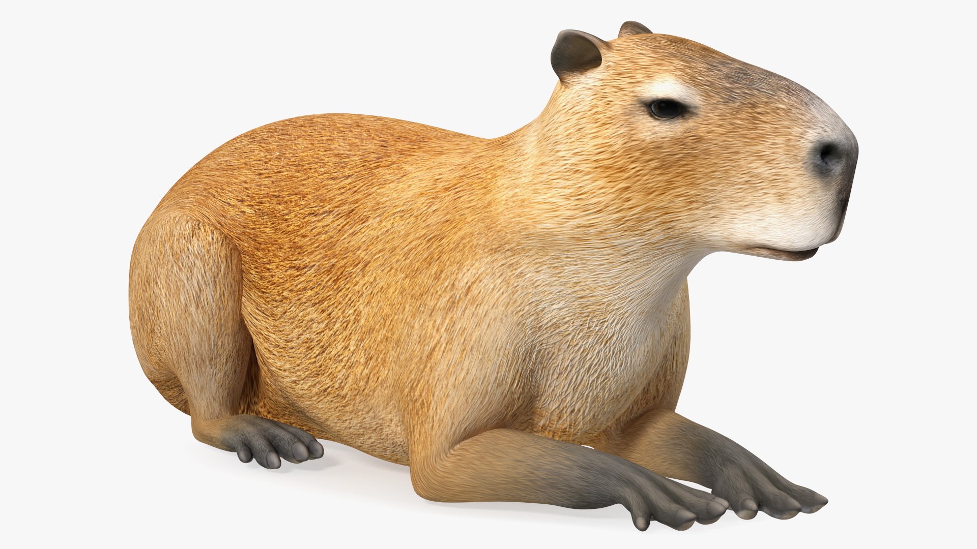 Capybara Lying Pose Model - TurboSquid 1943515