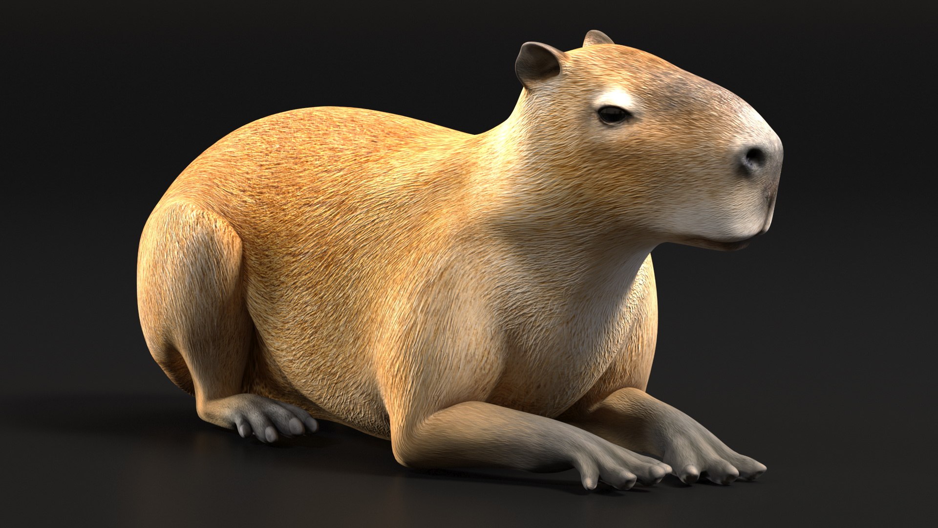 Capybara Lying Pose Model - TurboSquid 1943515