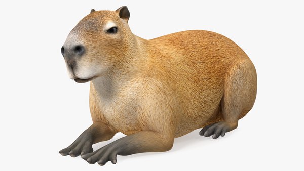 modelo 3d Postura acostada del carpincho - TurboSquid 1943515