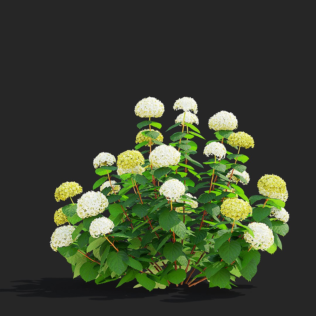 3D Hydrangea Arborescens - TurboSquid 2066548