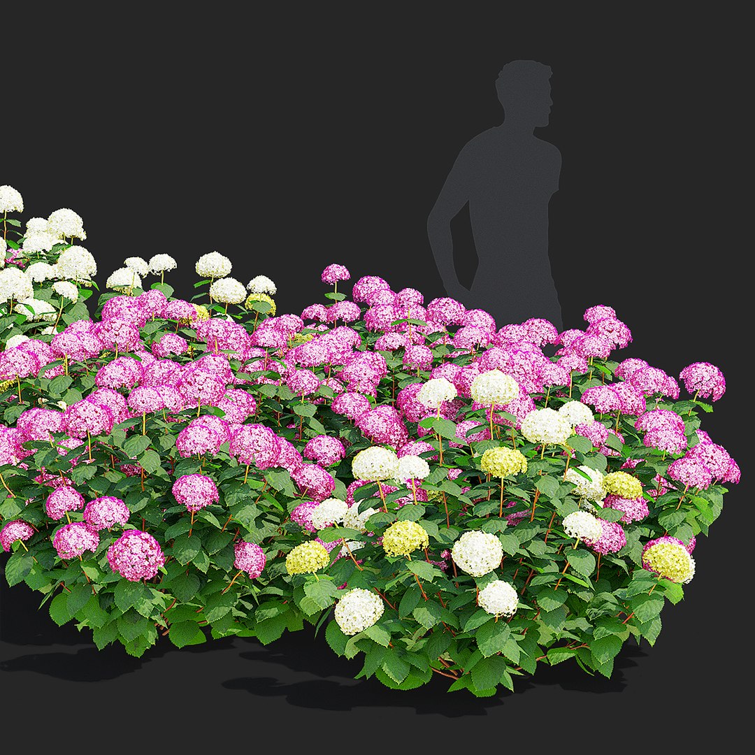 3D Hydrangea Arborescens - TurboSquid 2066548