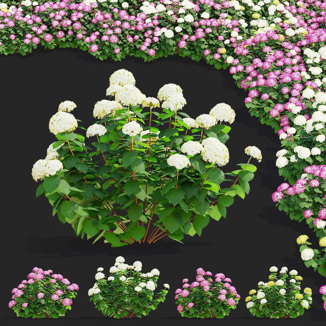 3D Hydrangea arborescens - TurboSquid 2066548