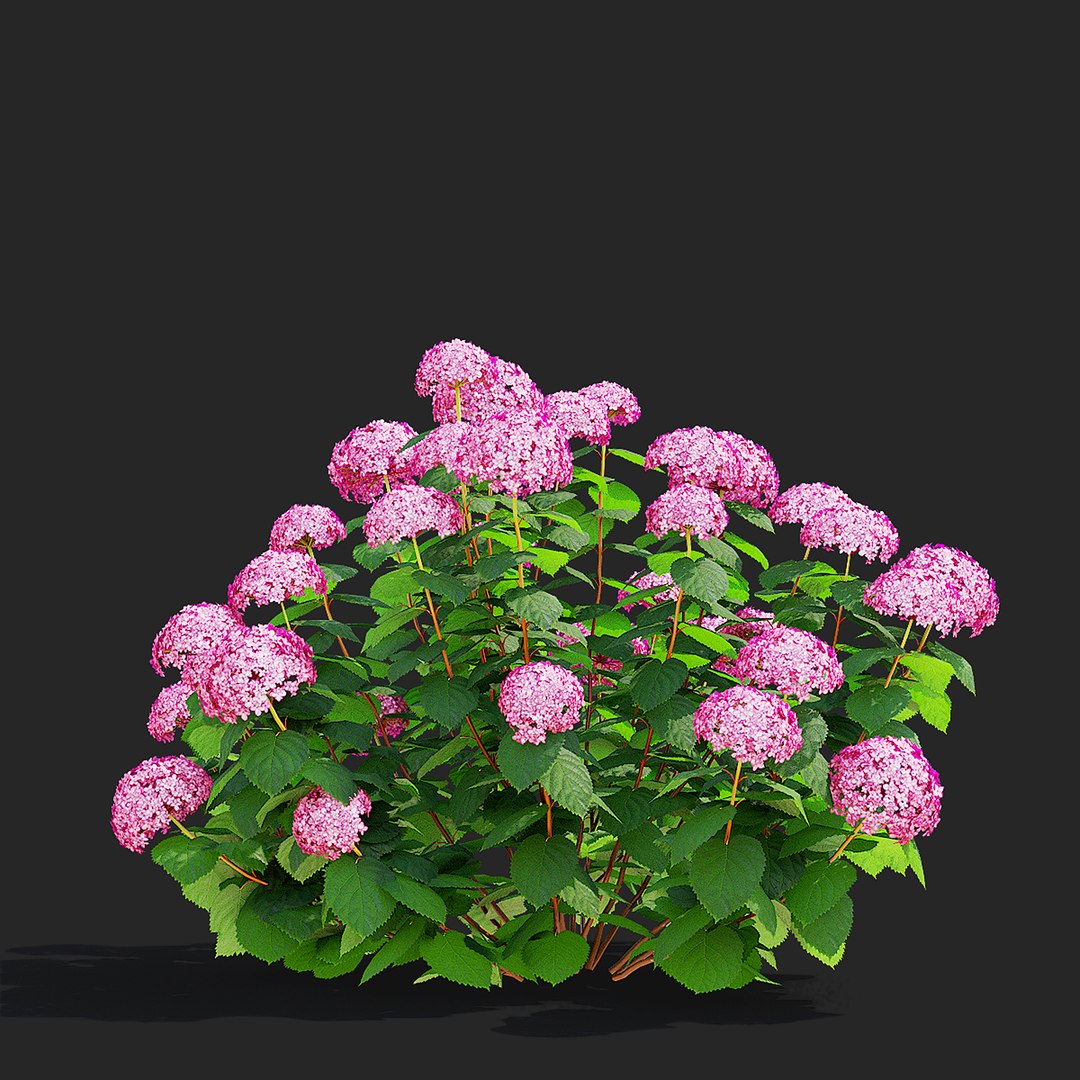 3D Hydrangea Arborescens - TurboSquid 2066548