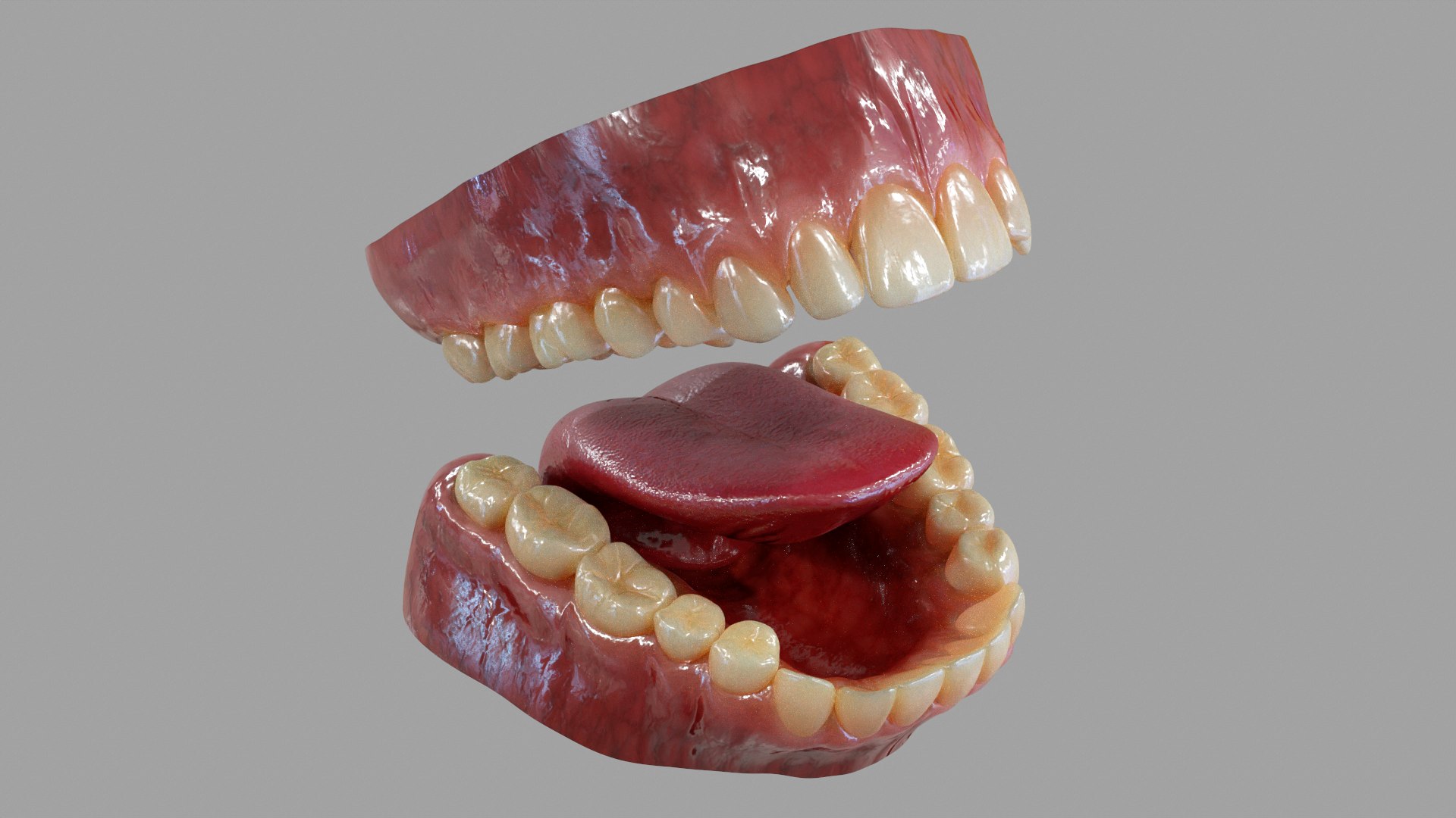 Gums Teeth 3D Model - TurboSquid 1712002