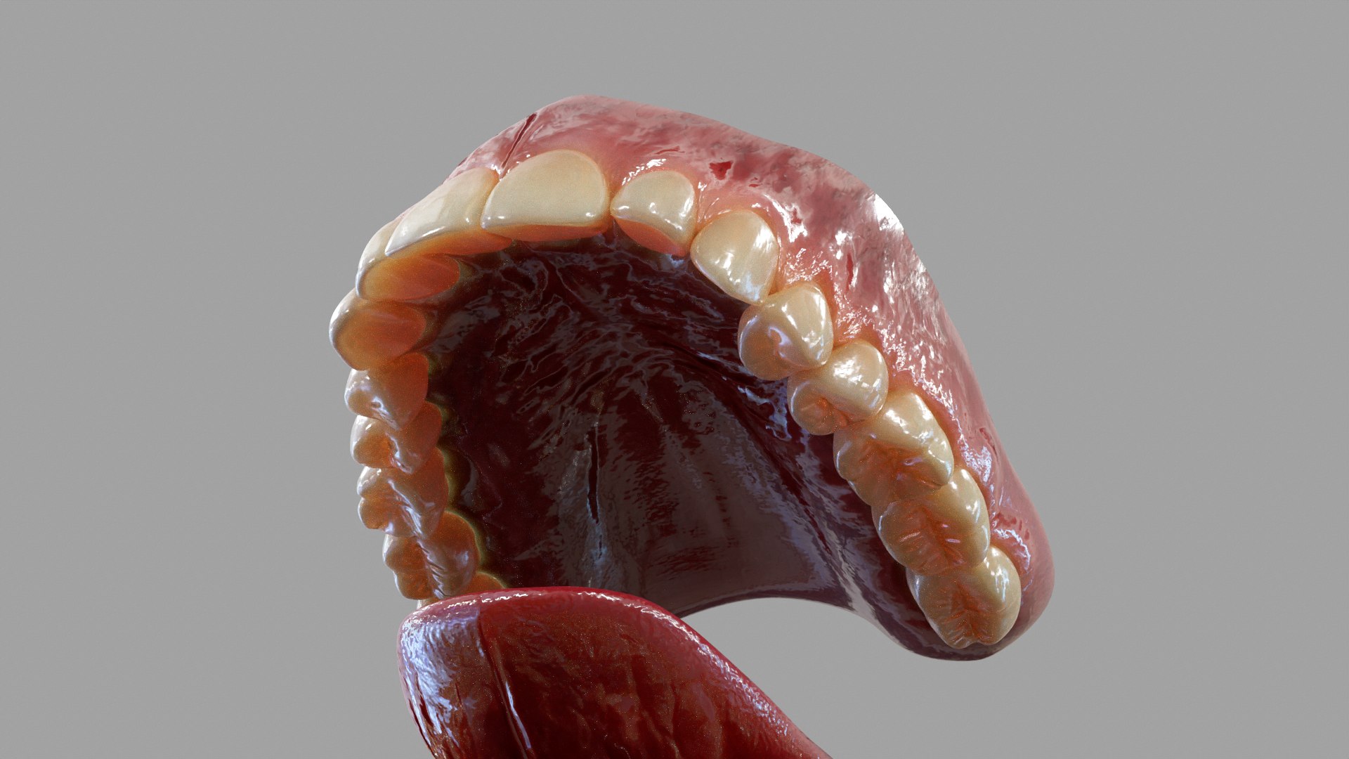 Gums Teeth 3D Model - TurboSquid 1712002