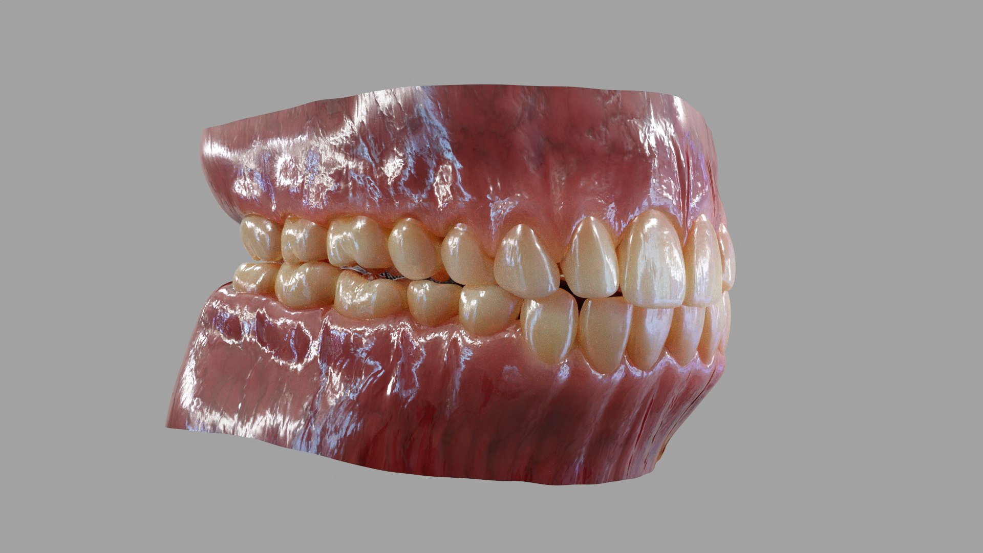 Gums Teeth 3D Model - TurboSquid 1712002