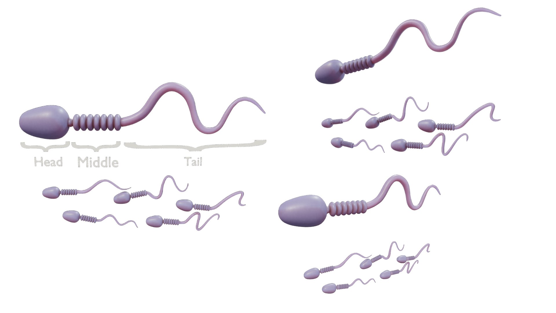 3D Model Sperm Cell Anatomy - TurboSquid 2135301