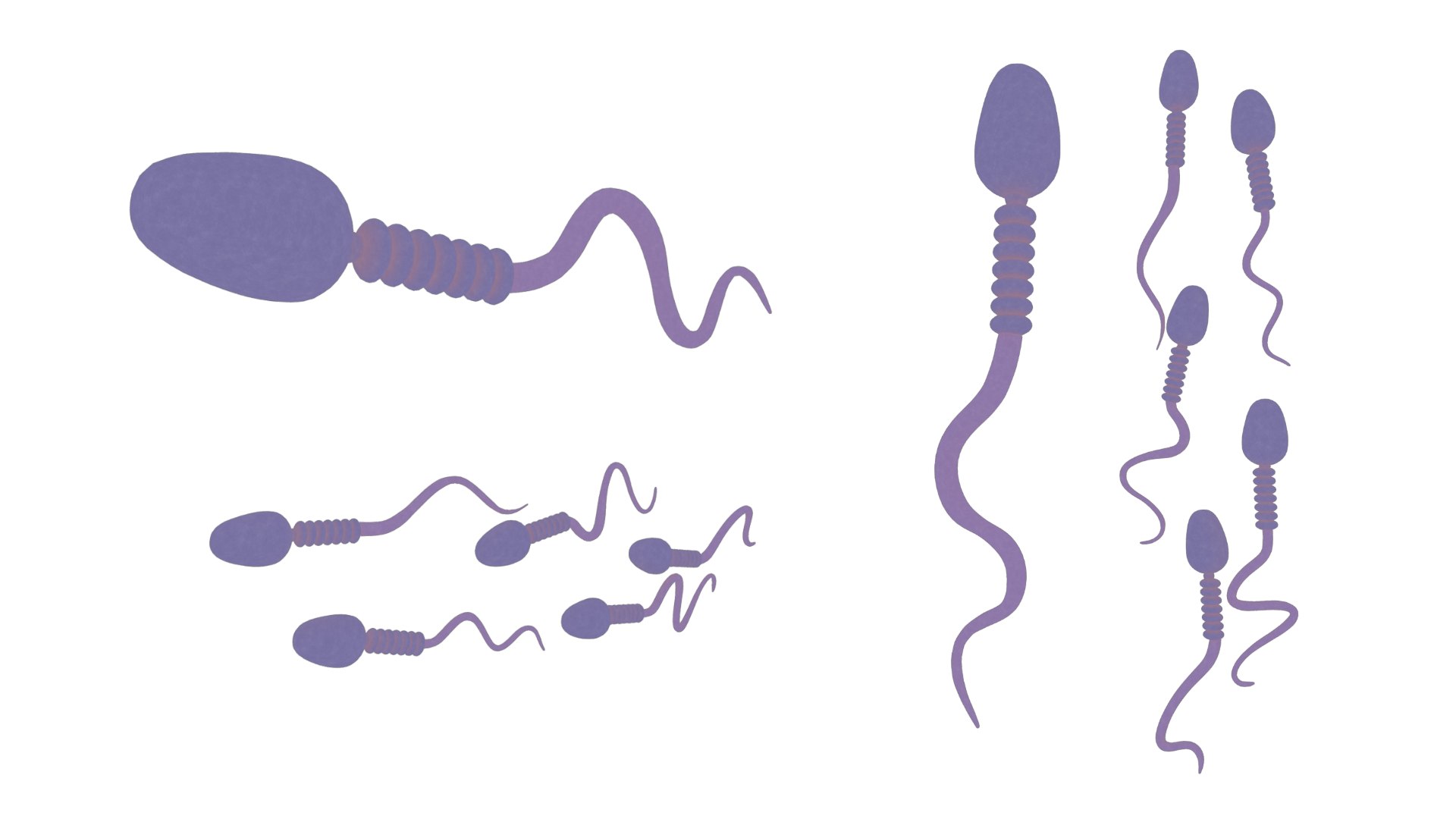 3D Model Sperm Cell Anatomy - TurboSquid 2135301
