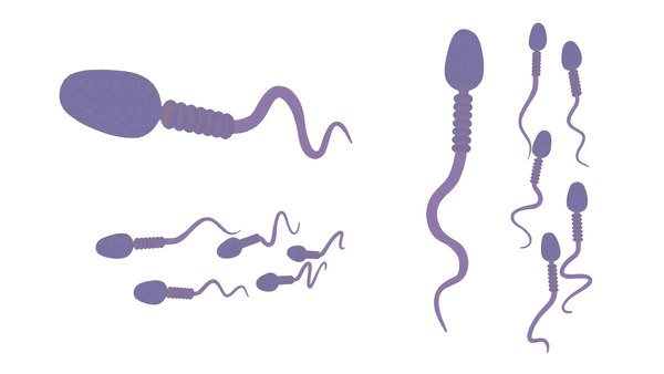 modelo 3d Anatomía de los espermatozoides - TurboSquid 2135301