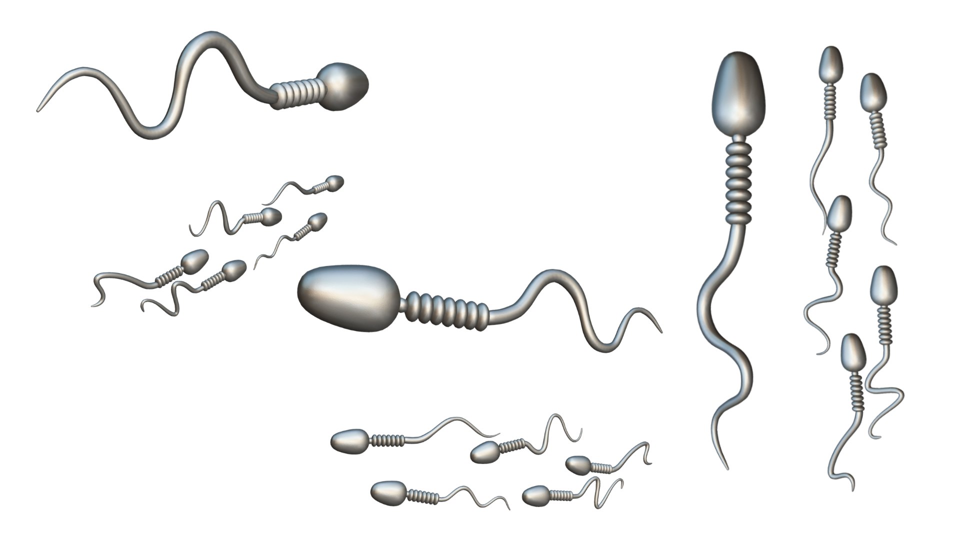3D Model Sperm Cell Anatomy - TurboSquid 2135301