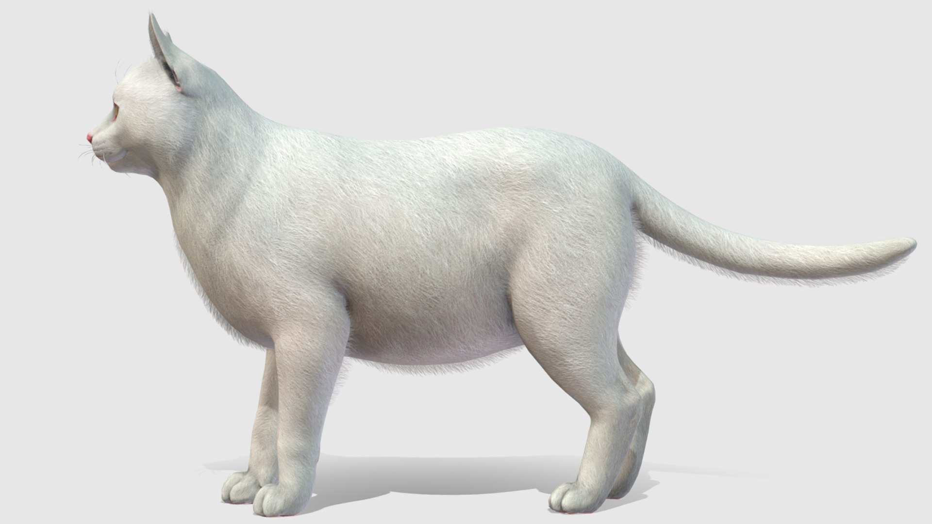 3D Model Cats - Fat - TurboSquid 2037131