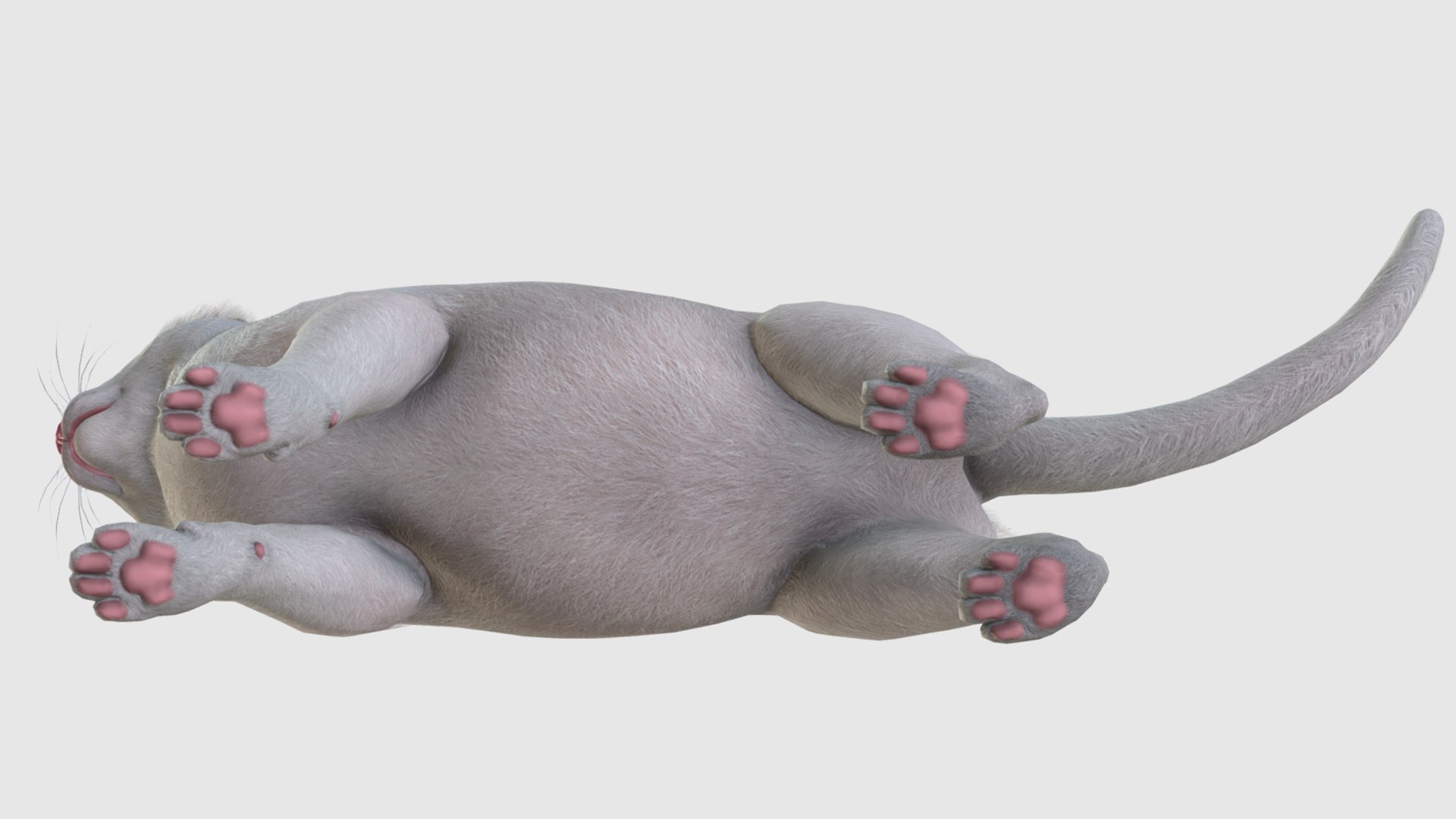 3D Model Cats - Fat - TurboSquid 2037131