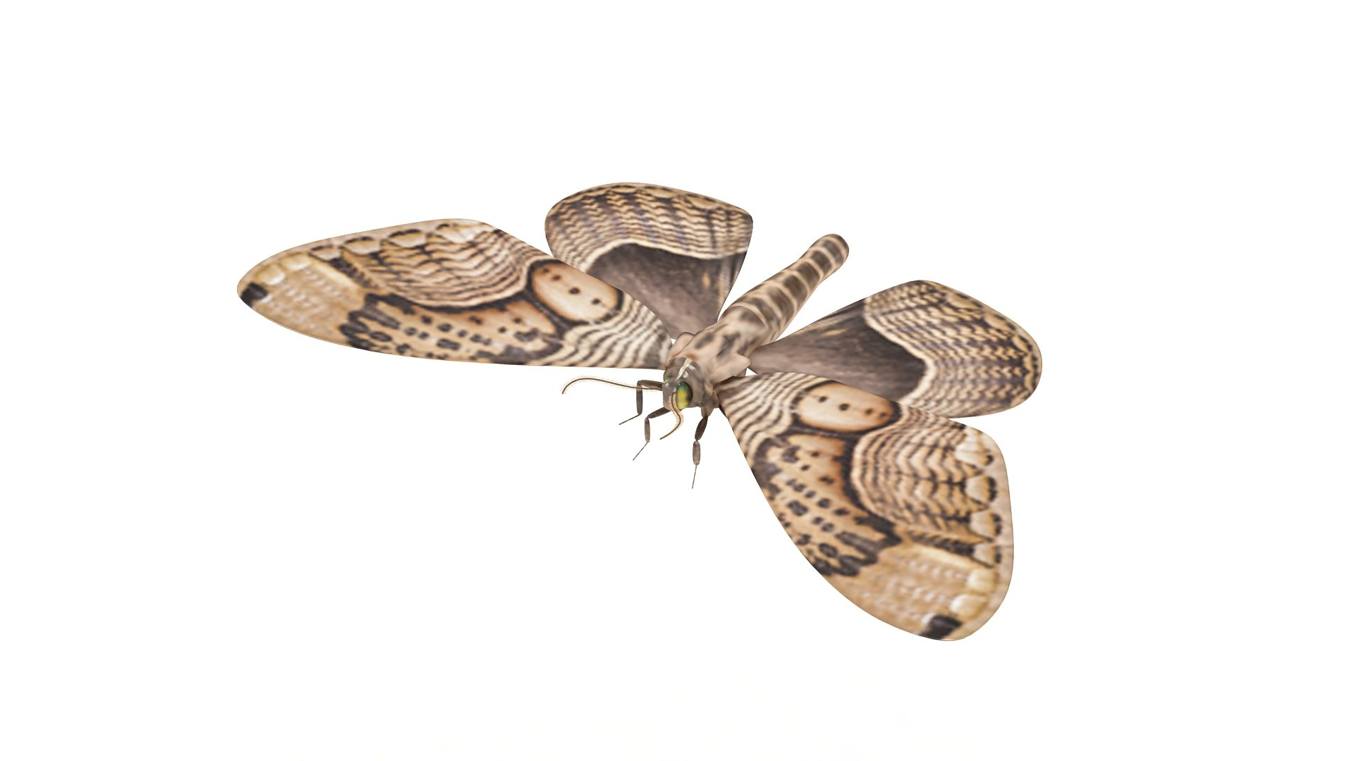 3D Owl Moth Model - TurboSquid 2012517