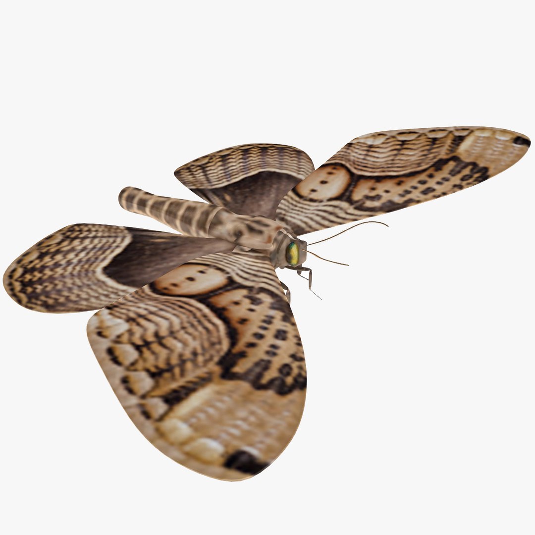 3D Owl Moth model - TurboSquid 2012517