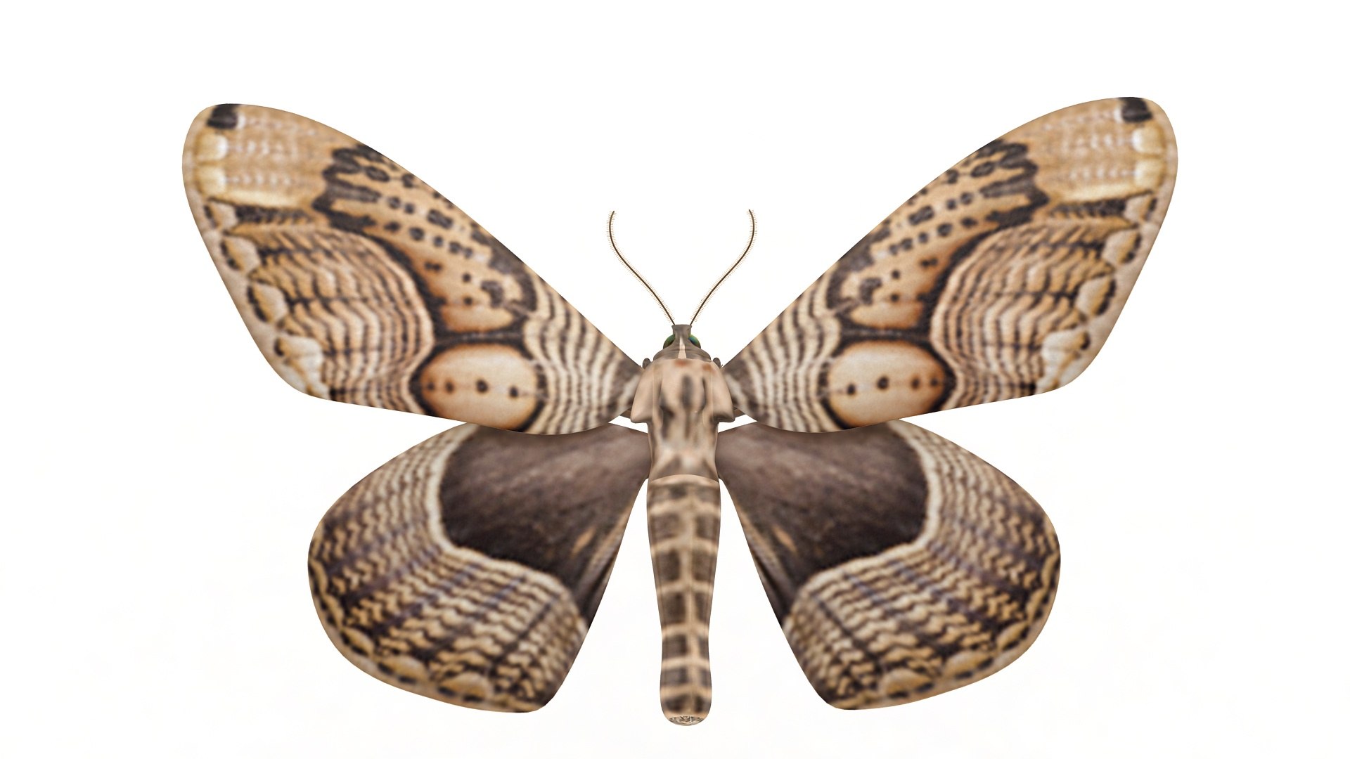 3D Owl Moth Model - TurboSquid 2012517