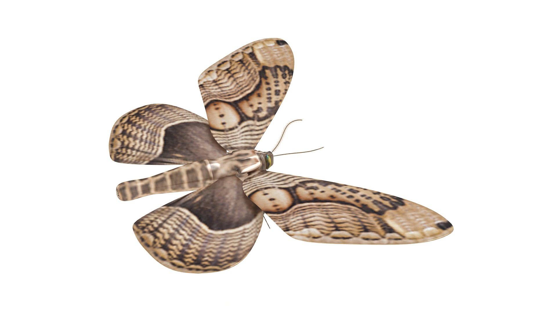 3D Owl Moth Model - TurboSquid 2012517