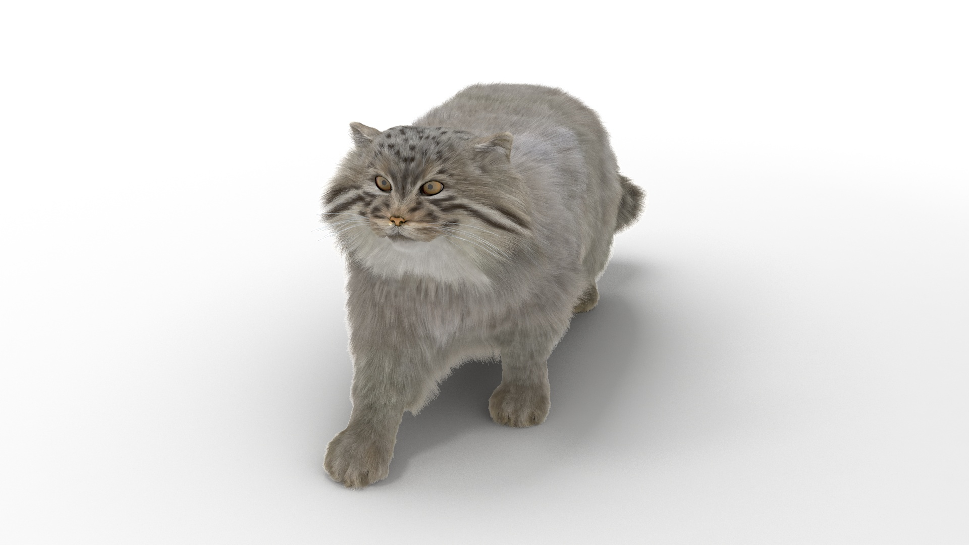 3D Manul Cat Is Walking Fur Model - TurboSquid 2193093
