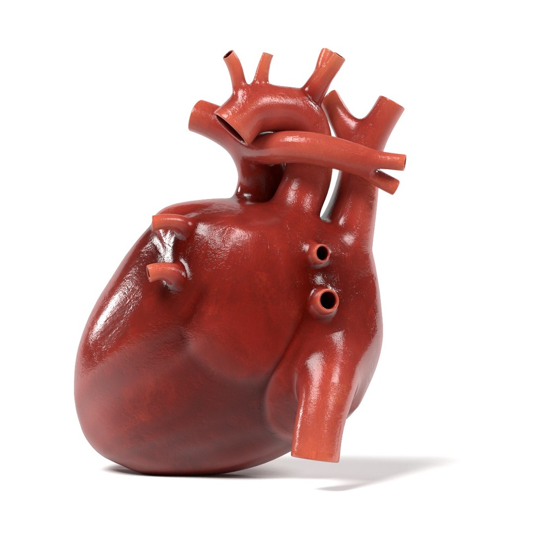 3d Human Heart Section