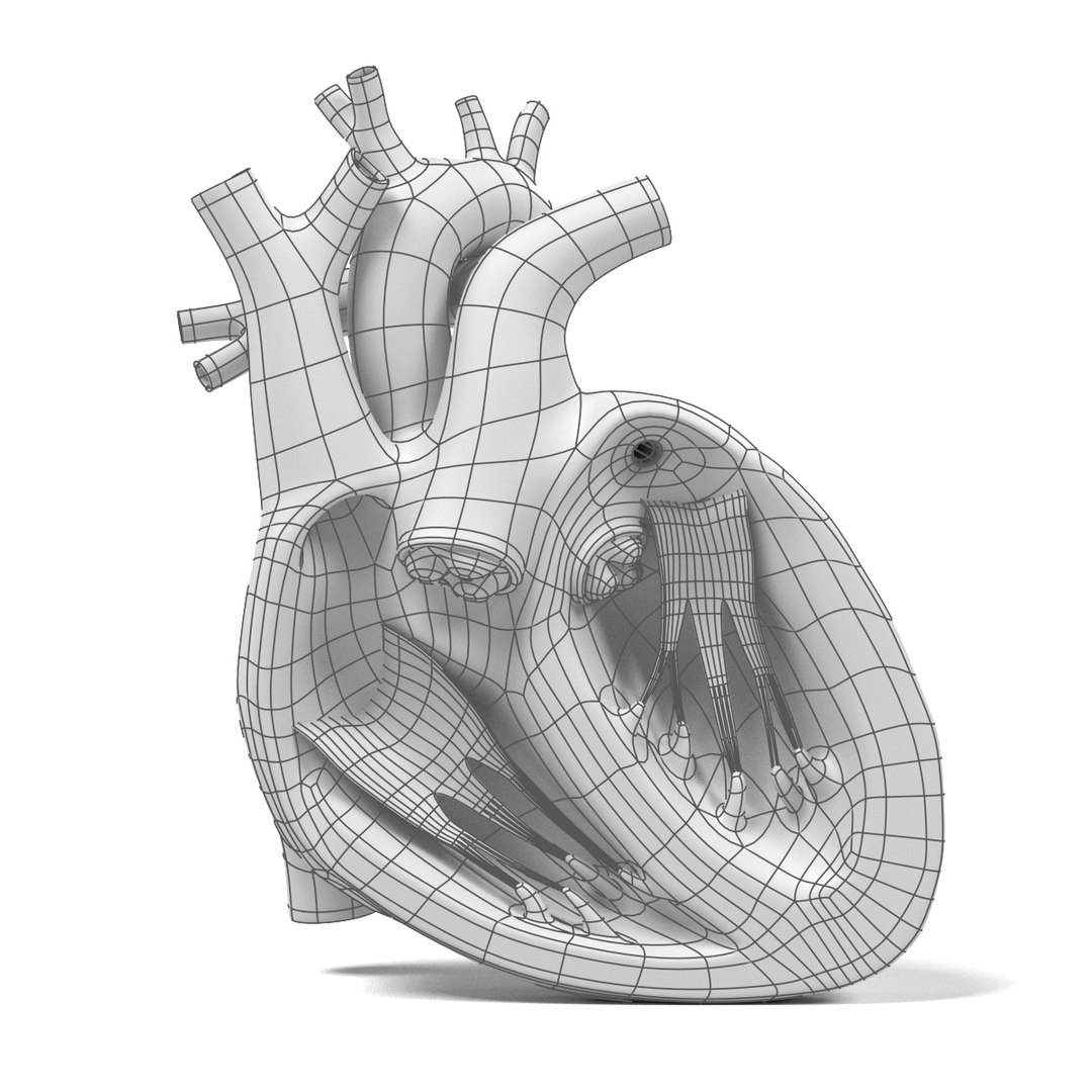 3d Human Heart Section