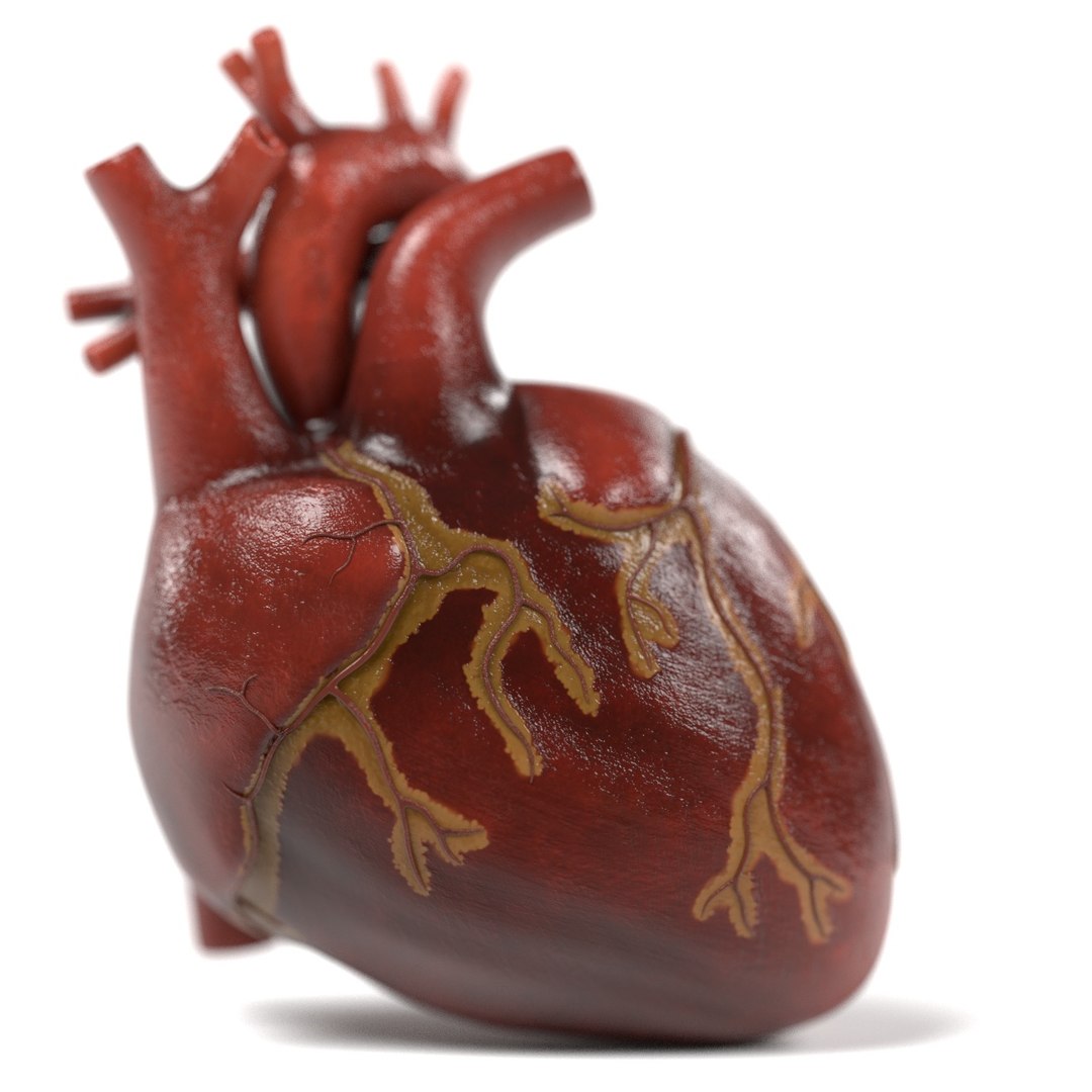 3d Human Heart Section
