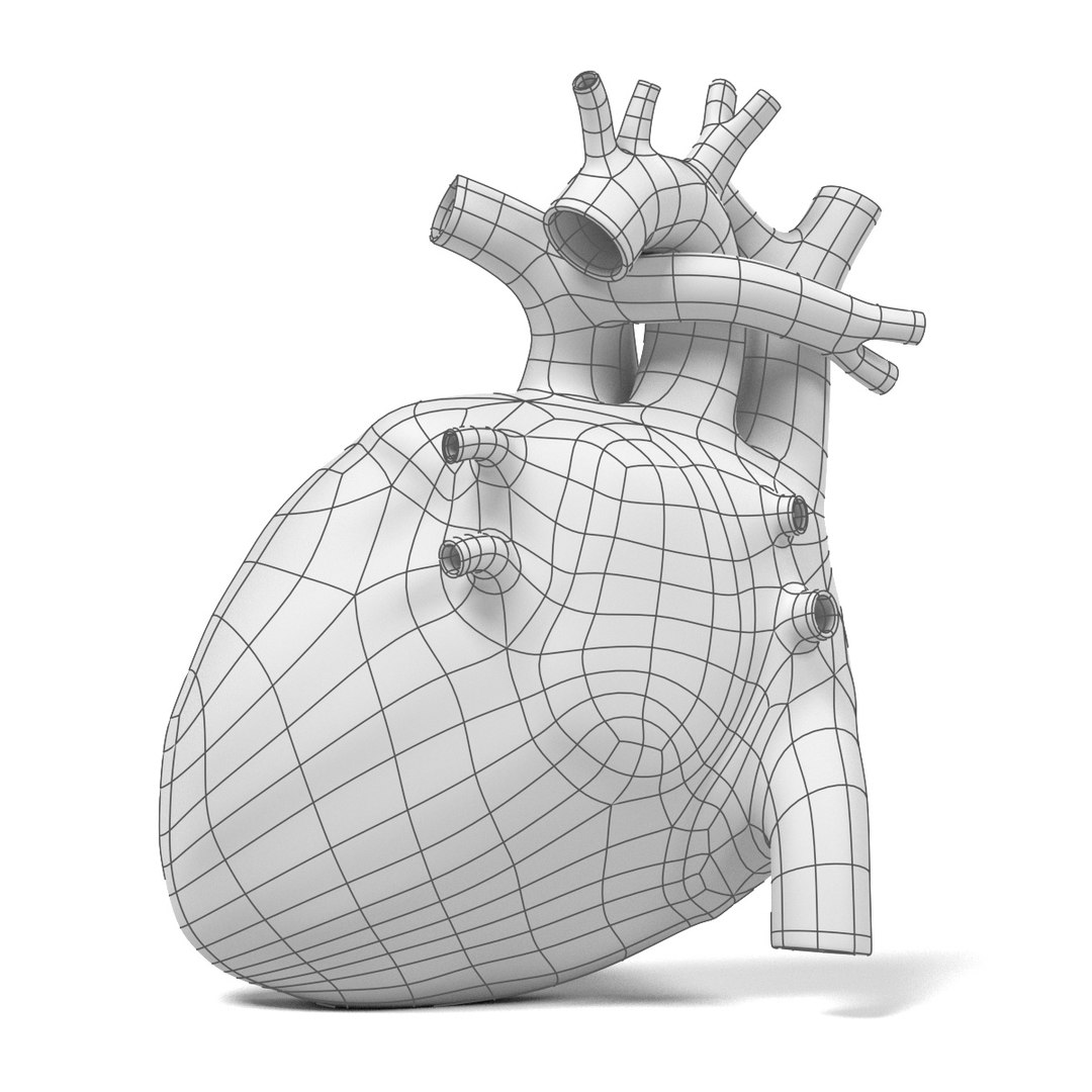 3d Human Heart Section