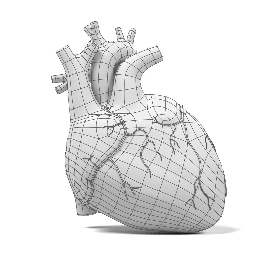 3d Human Heart Section