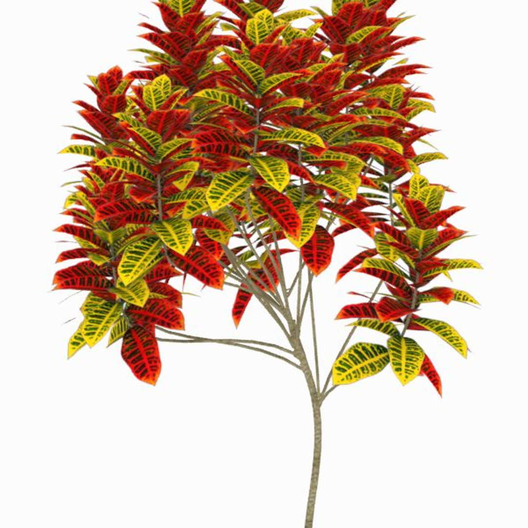3d model codiaeum variegatum trees