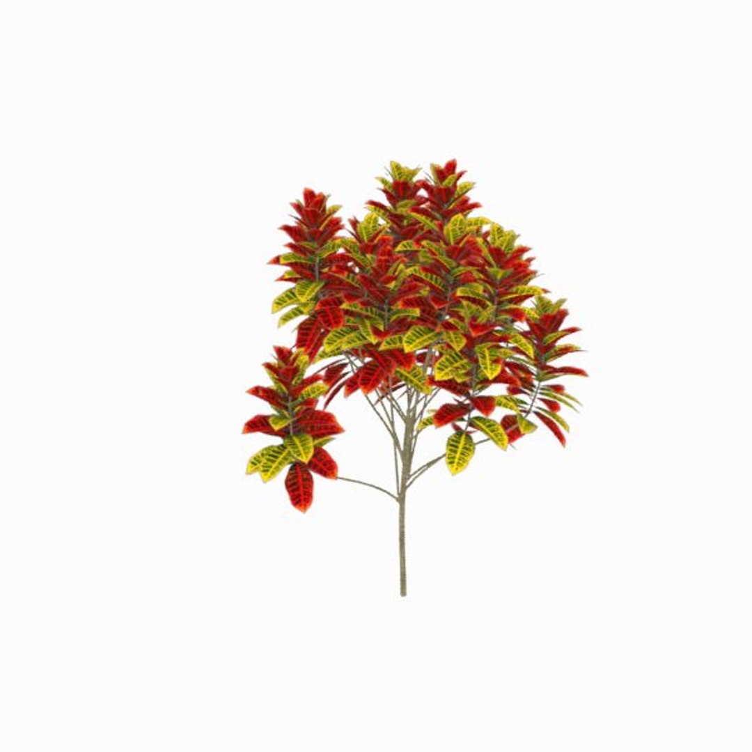 3d Model Codiaeum Variegatum Trees