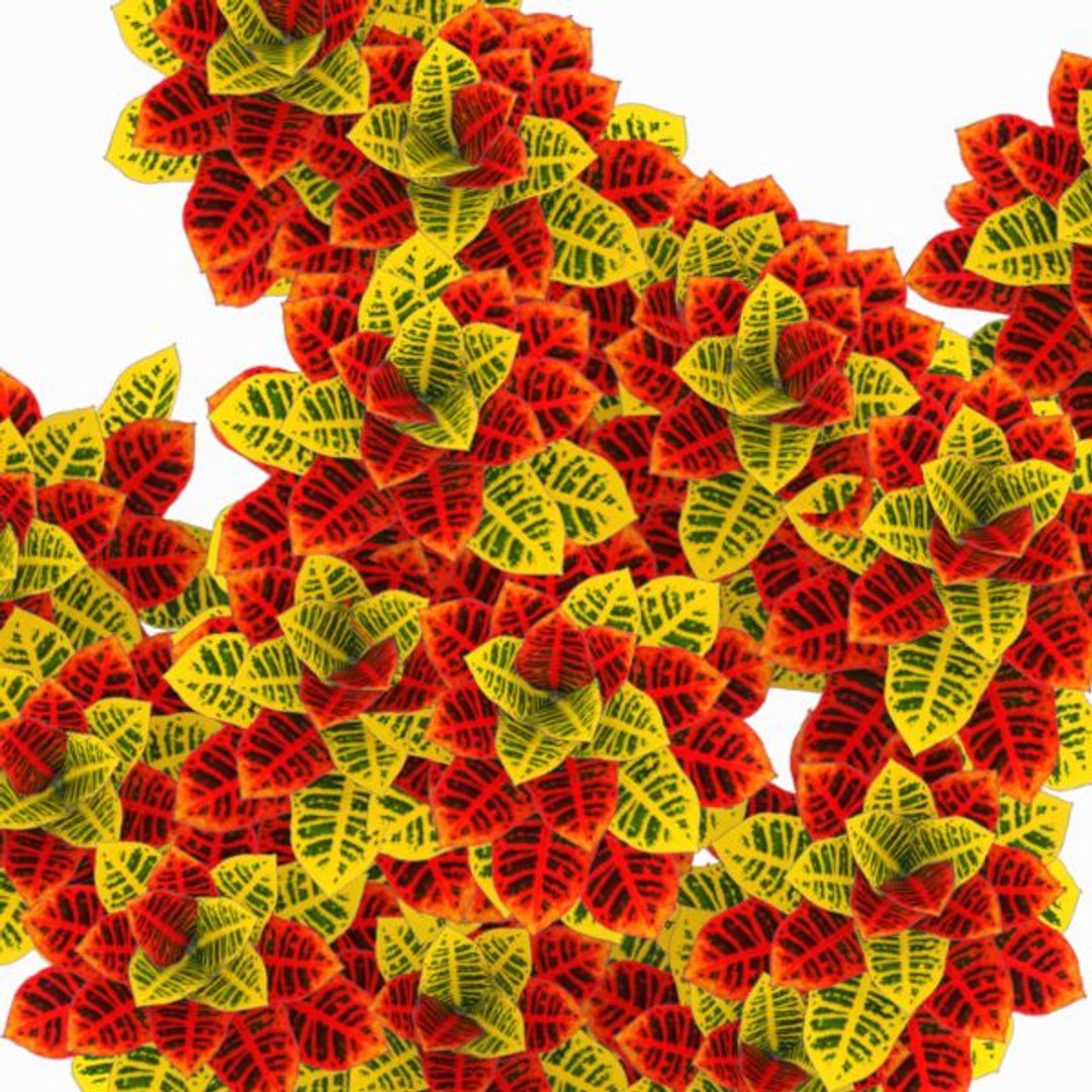 3d Model Codiaeum Variegatum Trees