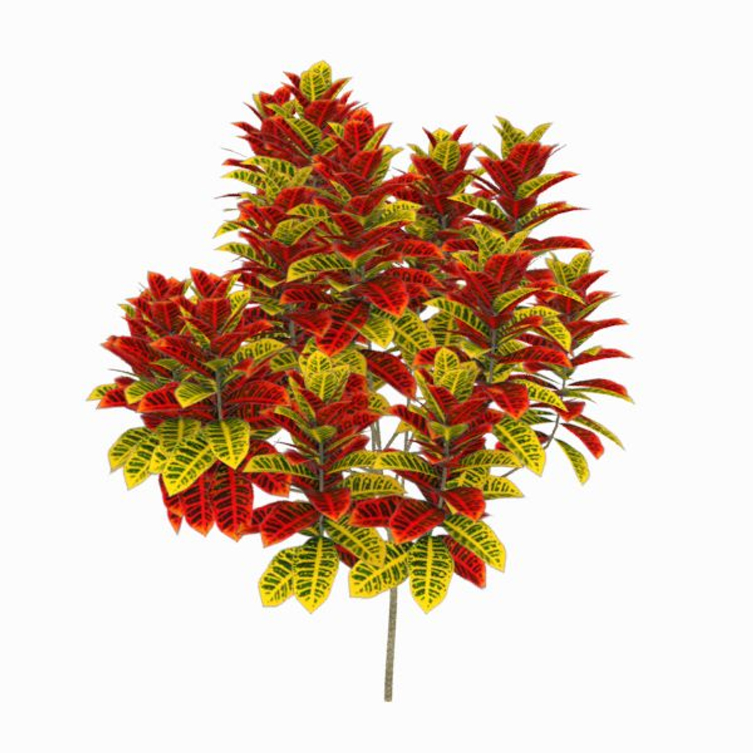 3d model codiaeum variegatum trees