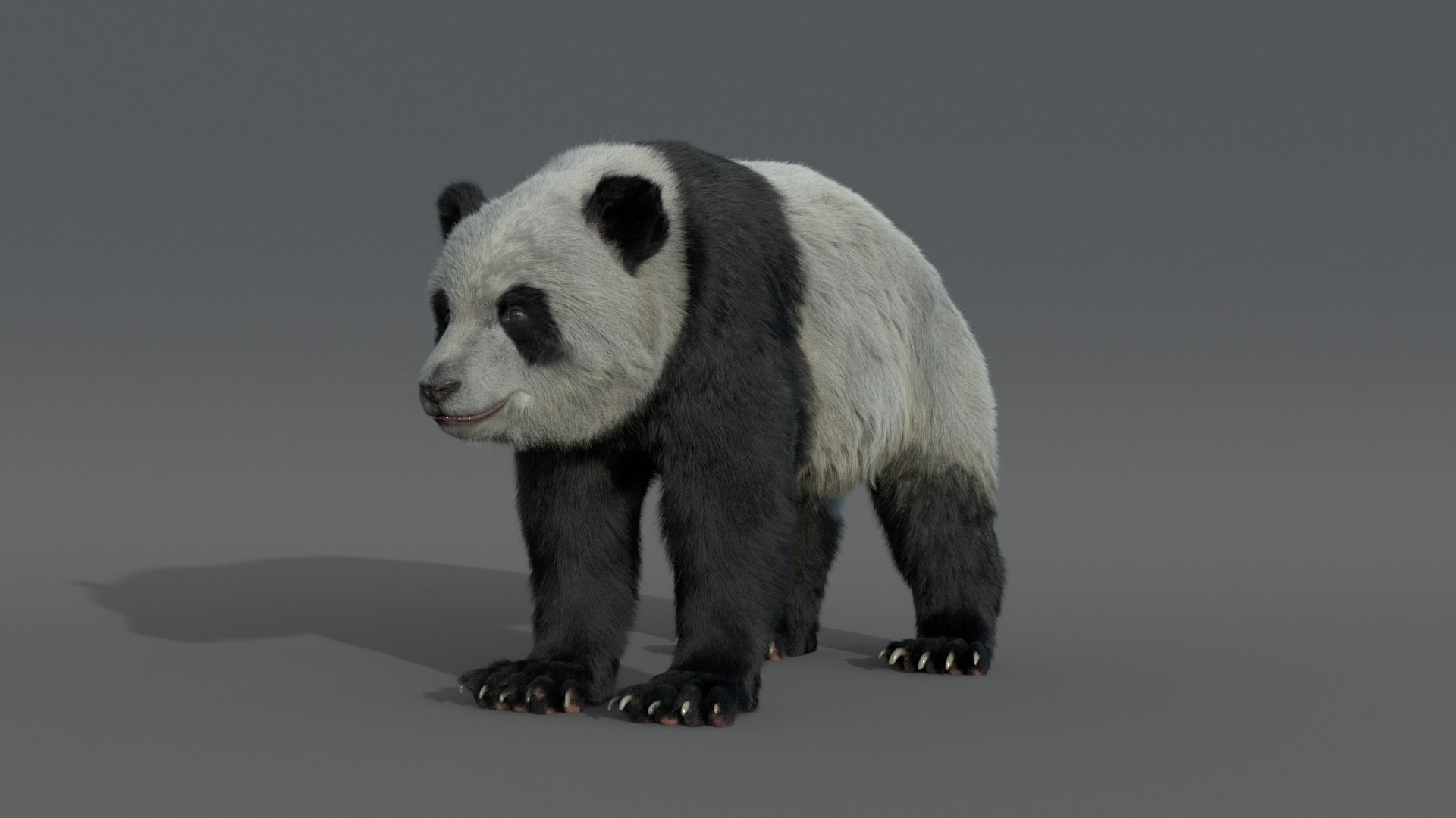 3D Giant Panda Houdini Rigged Animated - TurboSquid 2149557