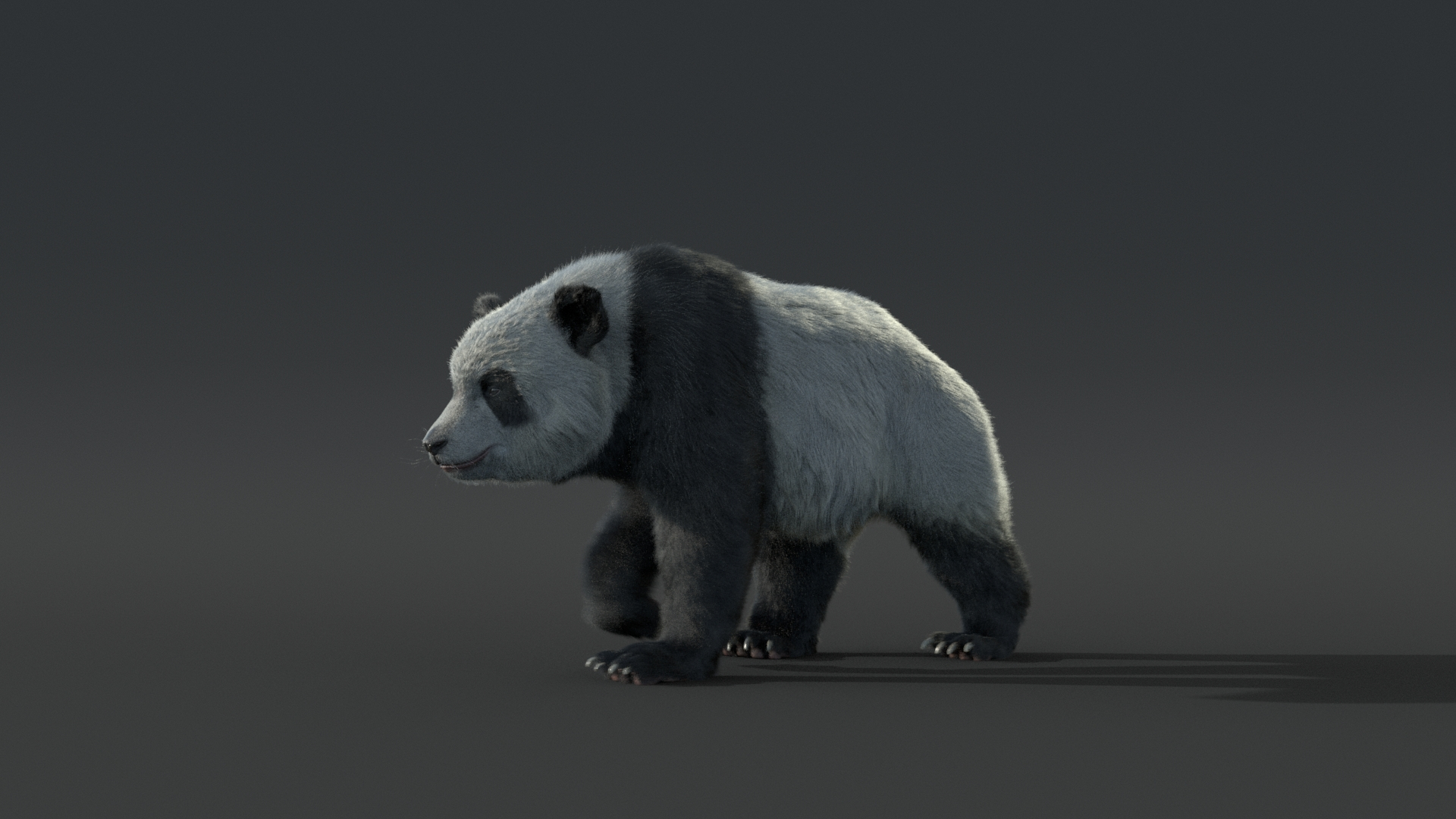 3D Giant Panda Houdini Rigged Animated - TurboSquid 2149557