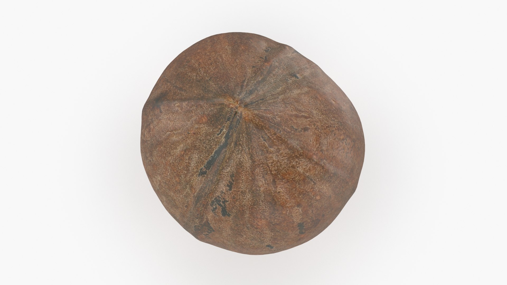 Pecan Shell 05 3D - TurboSquid 2023929