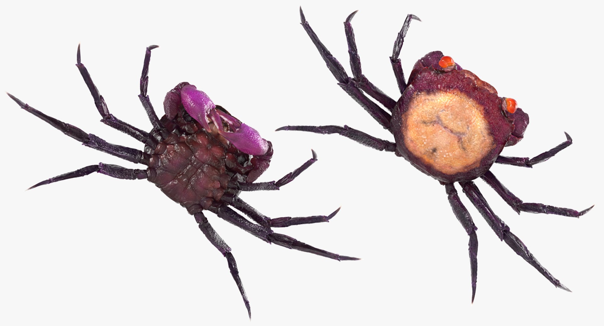 3d Purple Vampire Crab Geosesarma Model