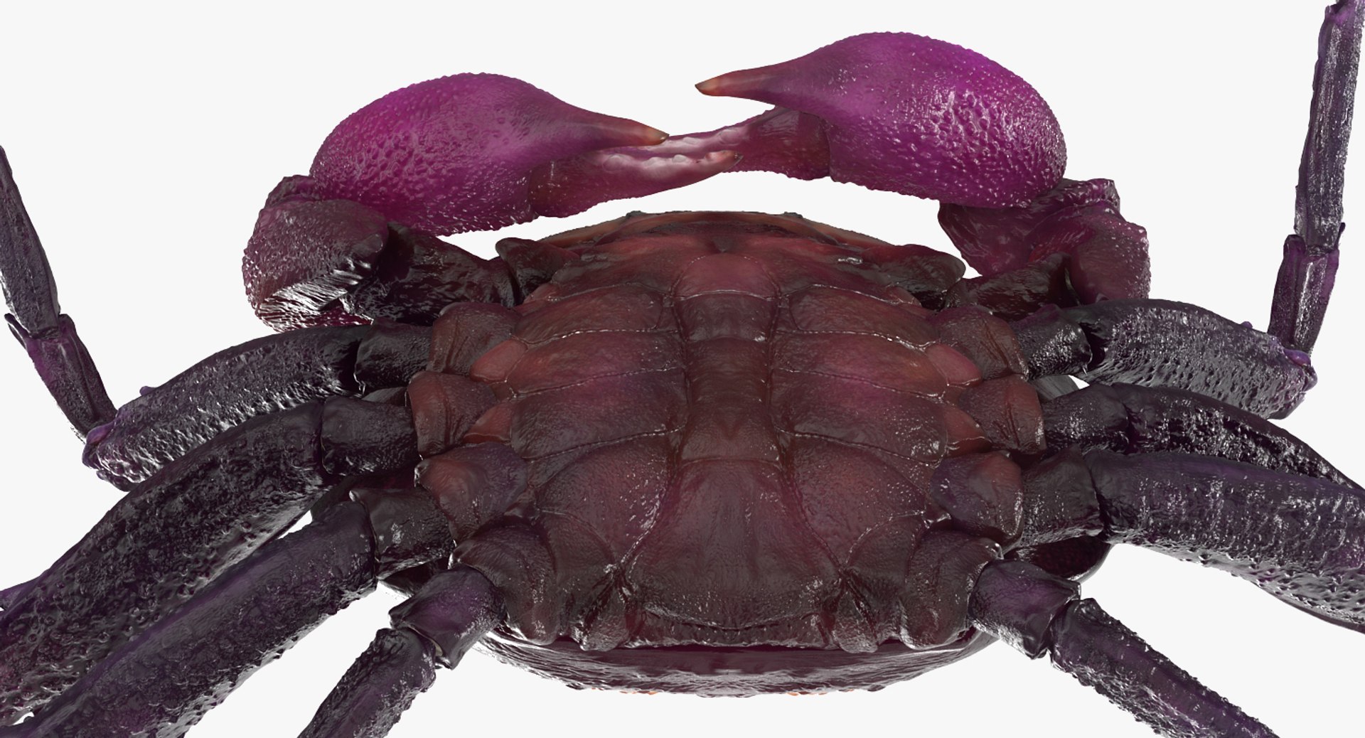 3d Purple Vampire Crab Geosesarma Model