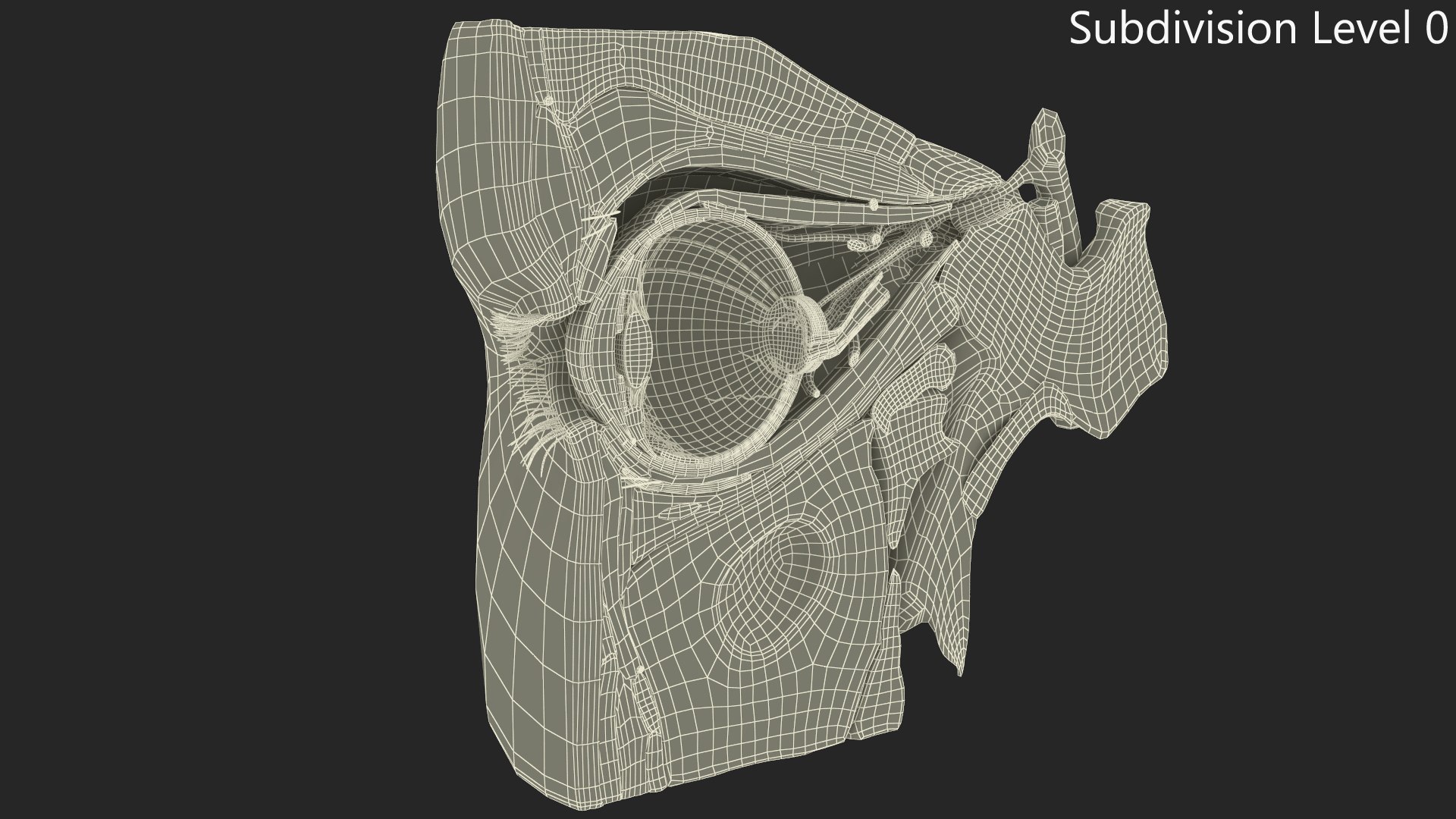 Human Eye Anatomy Cross Section 3D - TurboSquid 2385612