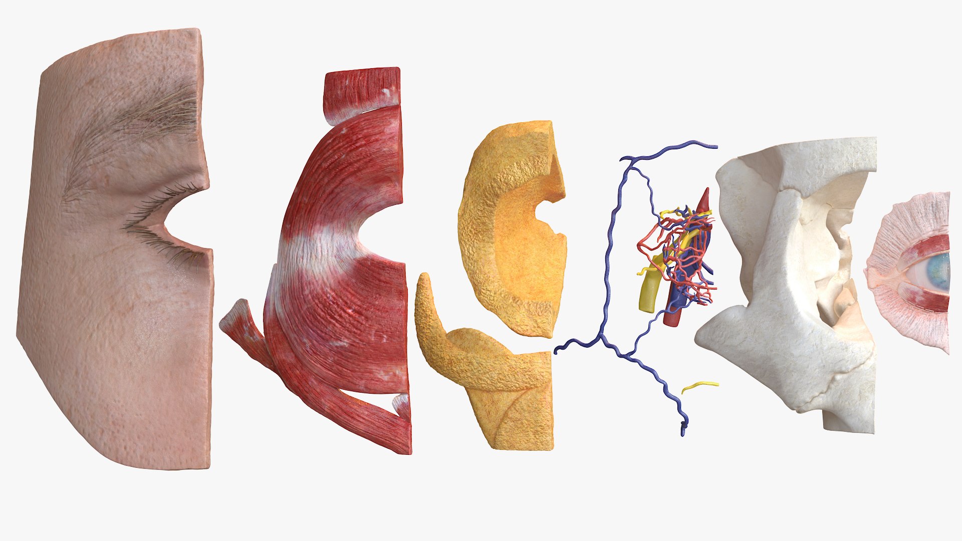 Human Eye Anatomy Cross Section 3D - TurboSquid 2385612