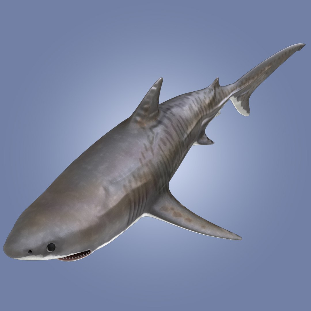 Tiger Shark Rigged 3d Model