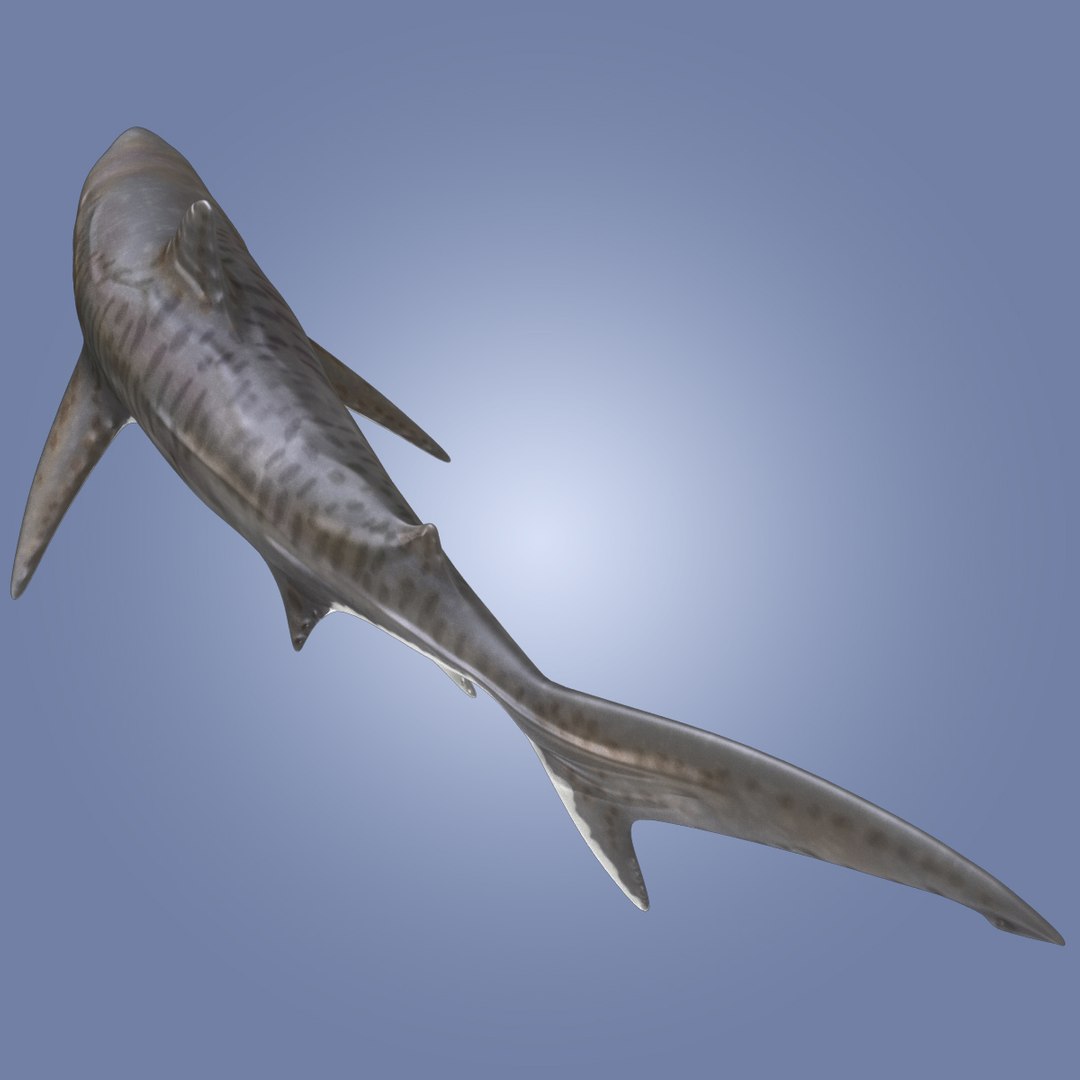 Tiger Shark Rigged 3d Model