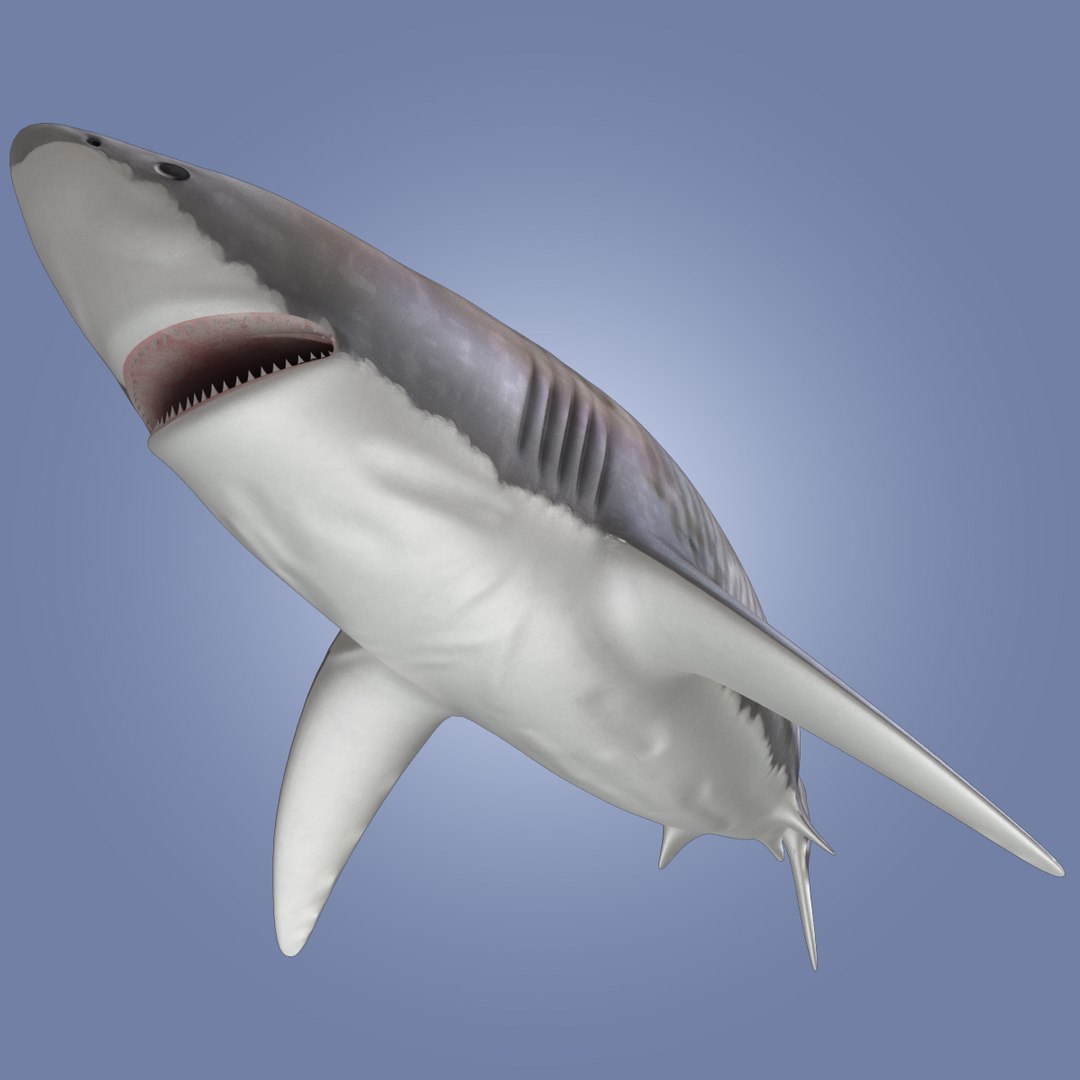 Tiger Shark Rigged 3d Model