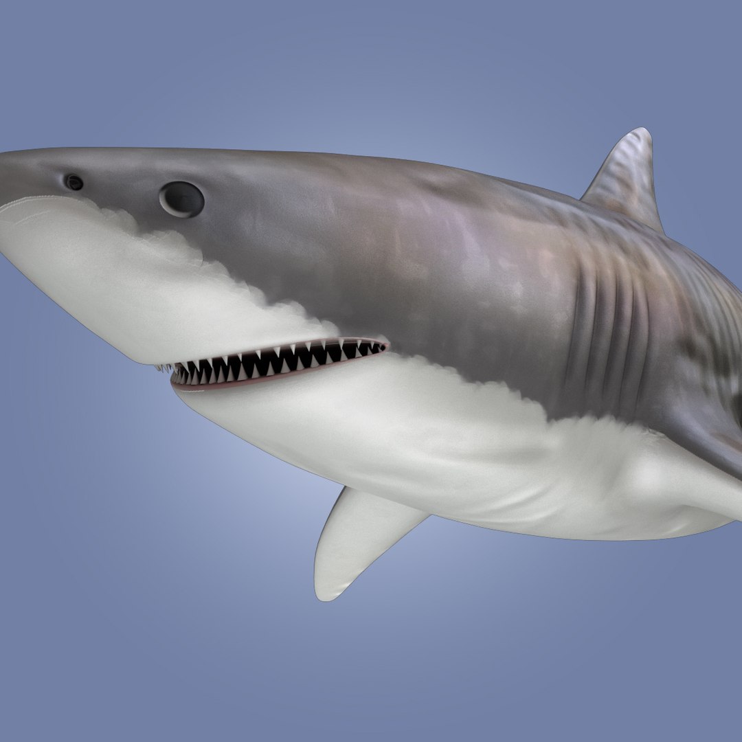 Tiger Shark Rigged 3d Model