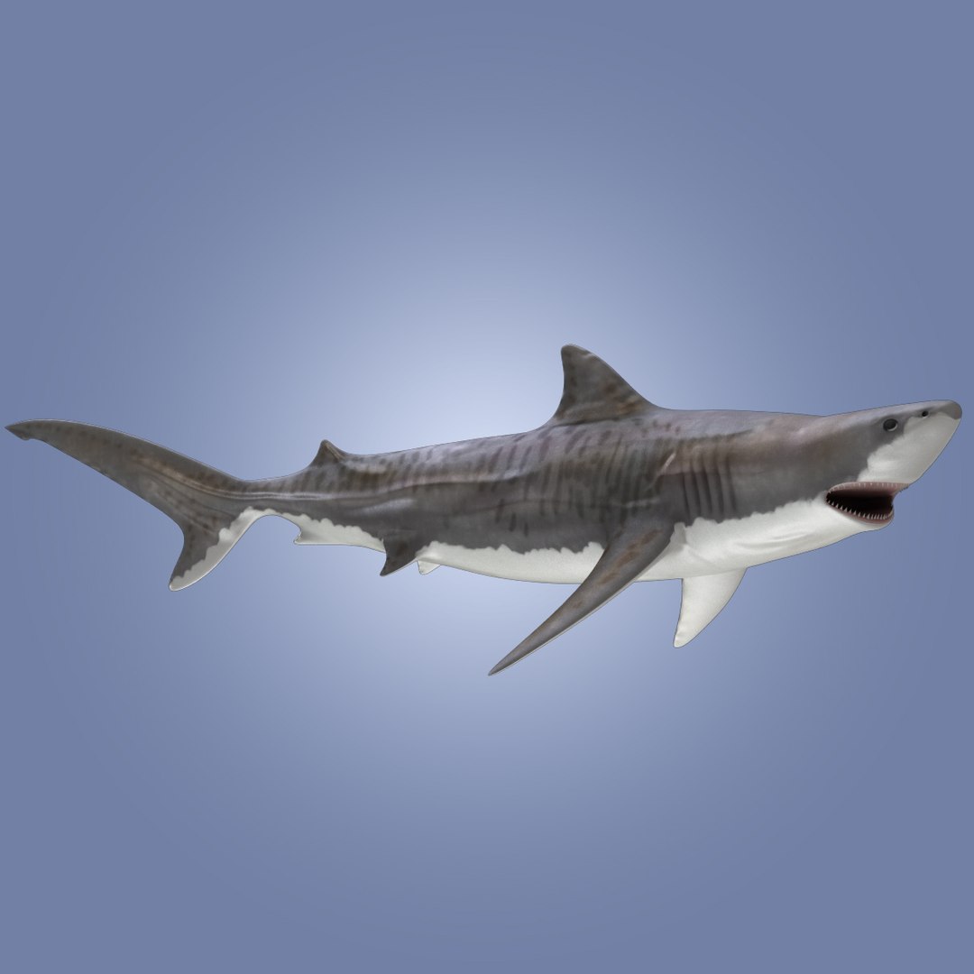 Tiger Shark Rigged 3d Model