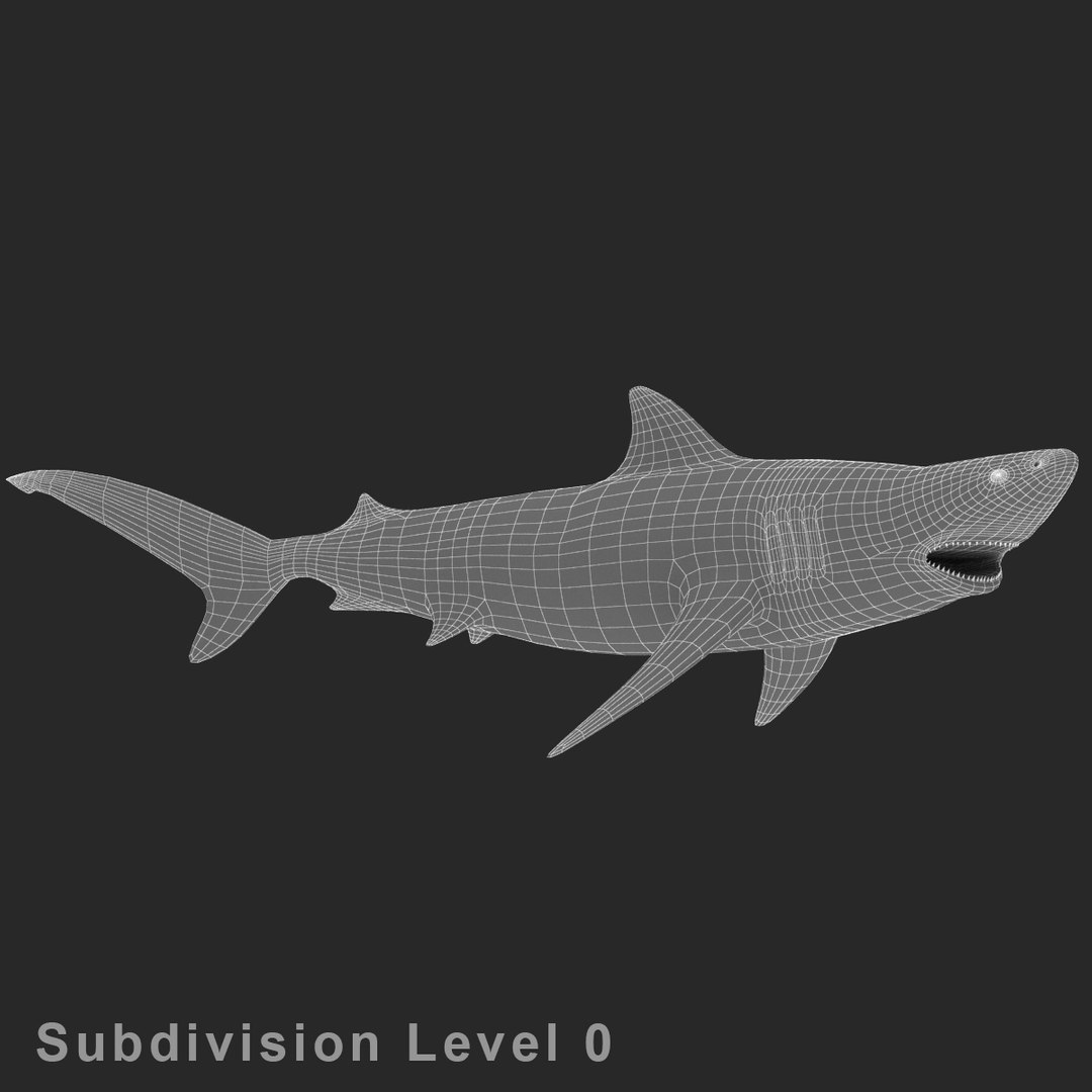 Tiger Shark Rigged 3d Model